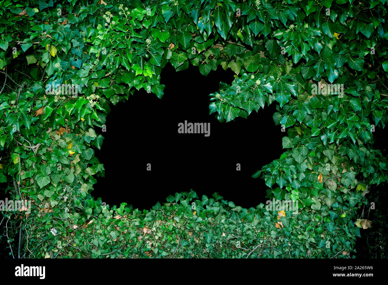 Green Ivy plants in circle, middle black as copy space Stock Photo - Alamy