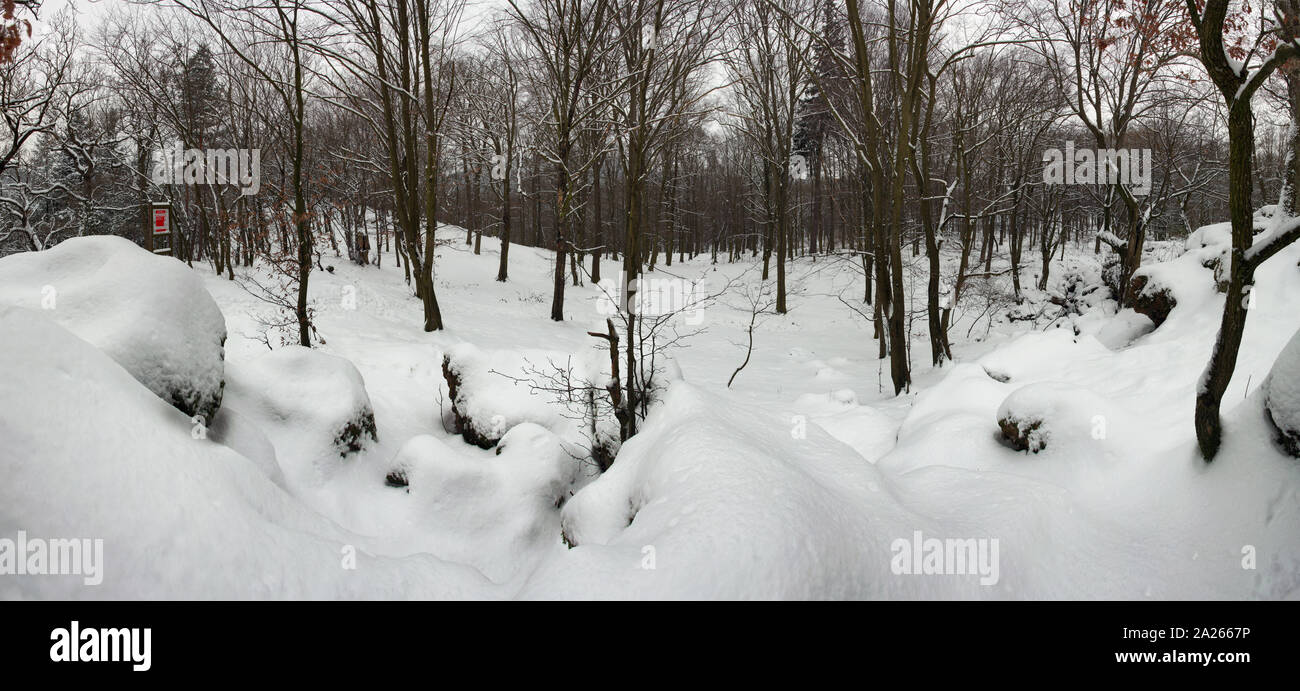 Forest panorama in winter - 360 degrees Stock Photo - Alamy