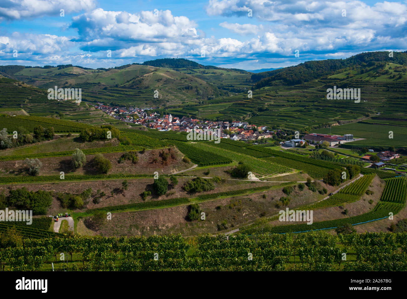 vineyards of the Kaiserstuhl area in Germany near Oberbergen Stock ...
