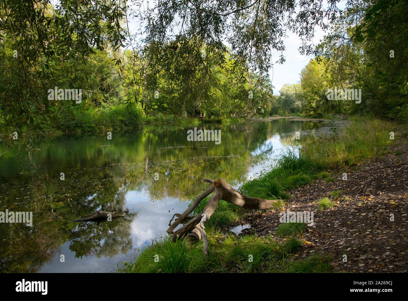 wetlands of the rhine river near Breisach in Germany Stock Photo - Alamy