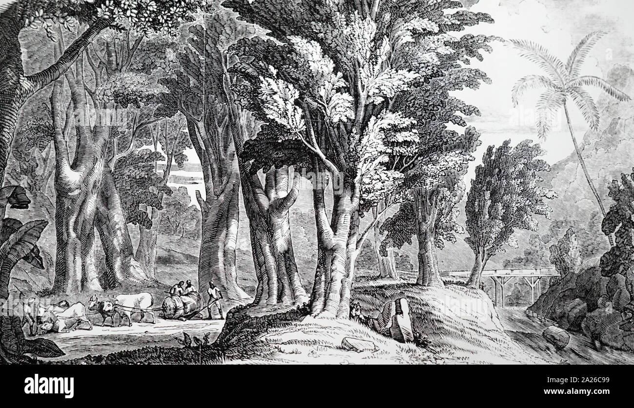 Mahogany trees hi-res stock photography and images - Alamy