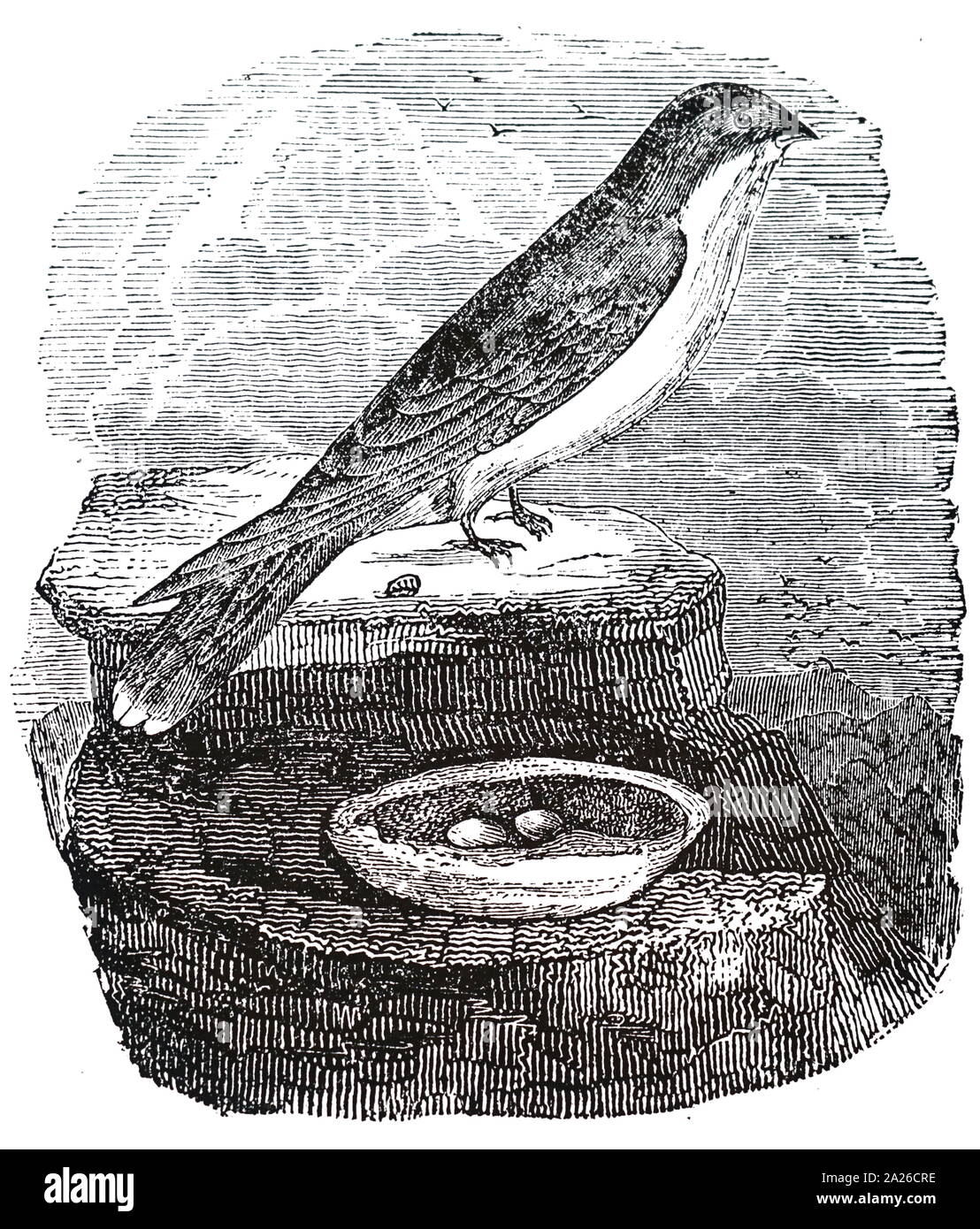 19th century illustration swallow hi-res stock photography and images ...