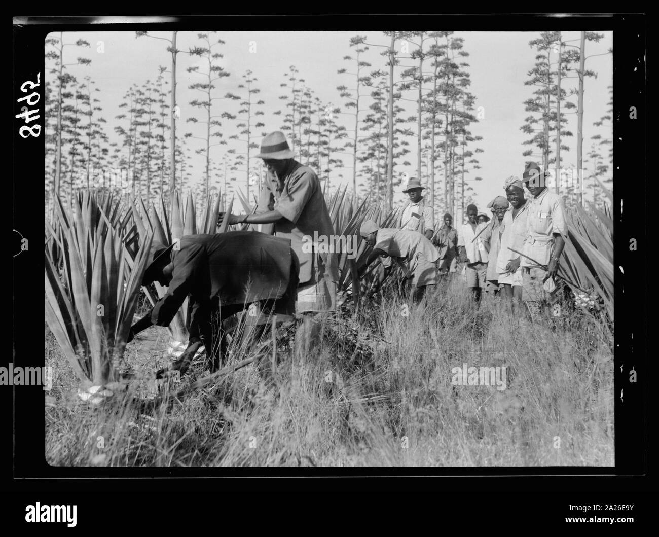 Cutting sisal hi-res stock photography and images - Alamy