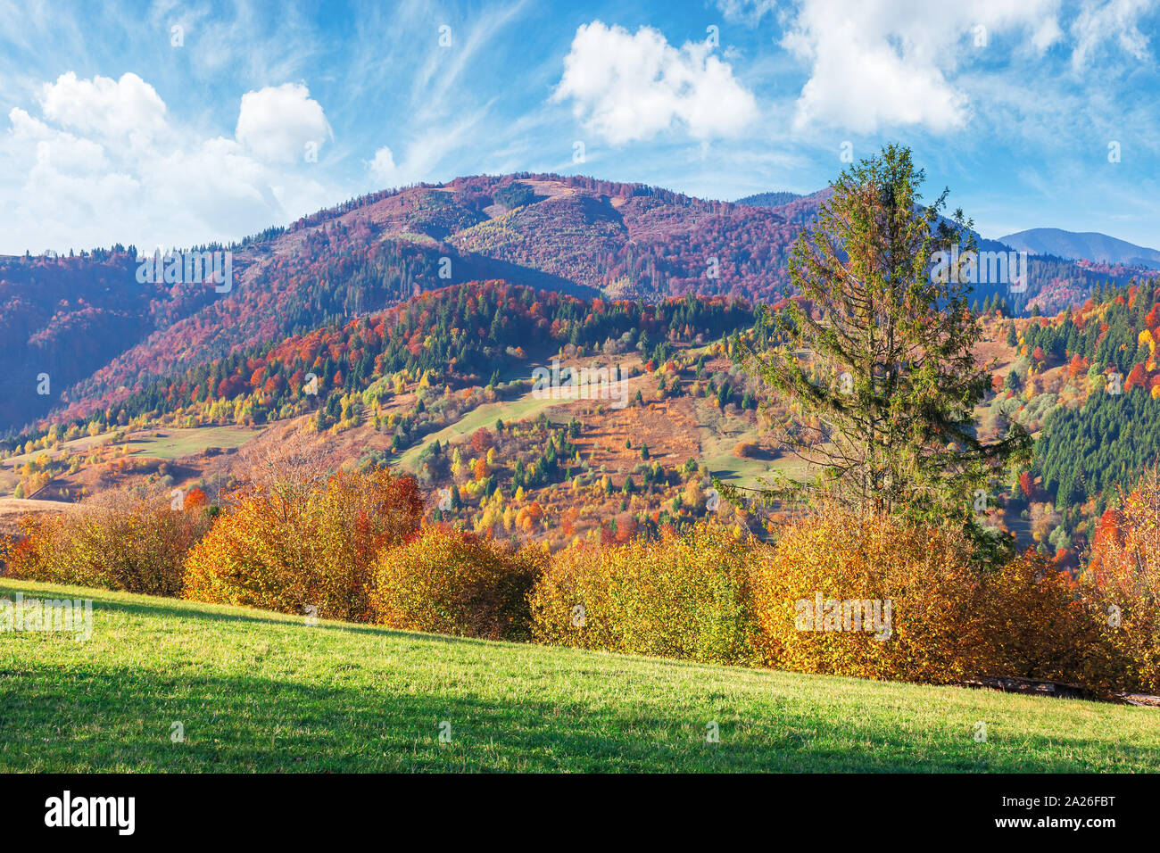 trees in fall foliage in mountainous countryside. beautiful autumn ...