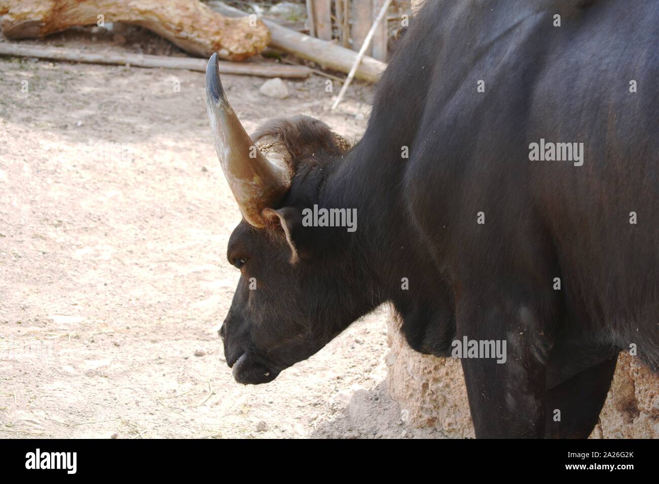 Two horns hi-res stock photography and images - Alamy
