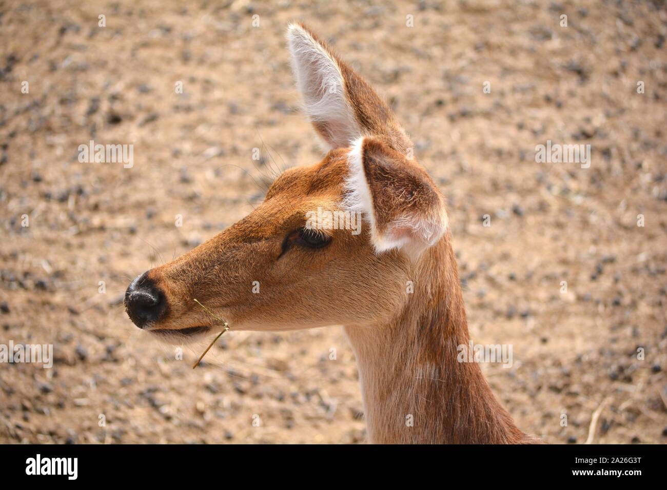 a fawn staring Stock Photo - Alamy