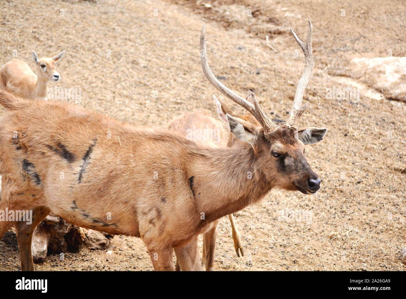Father deer and fawn hi-res stock photography and images - Alamy