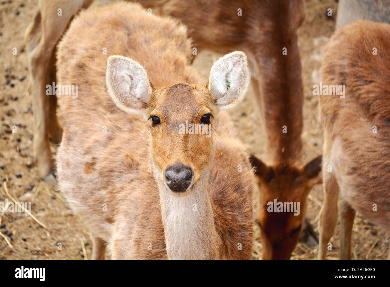 Spring fawns hi-res stock photography and images - Alamy