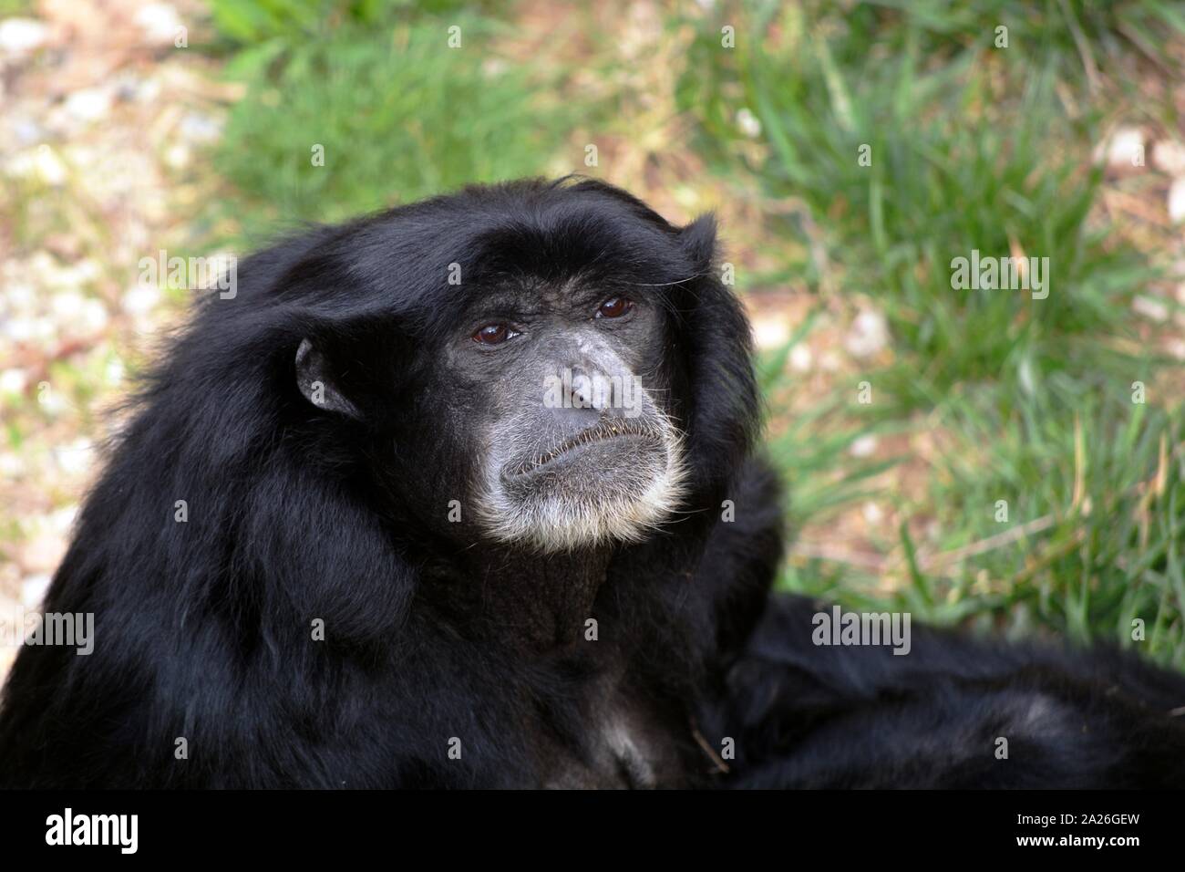 one black monkey Stock Photo - Alamy