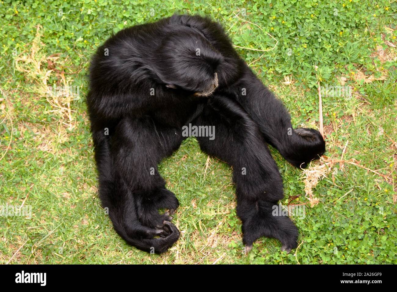 Black monkey hi-res stock photography and images - Alamy