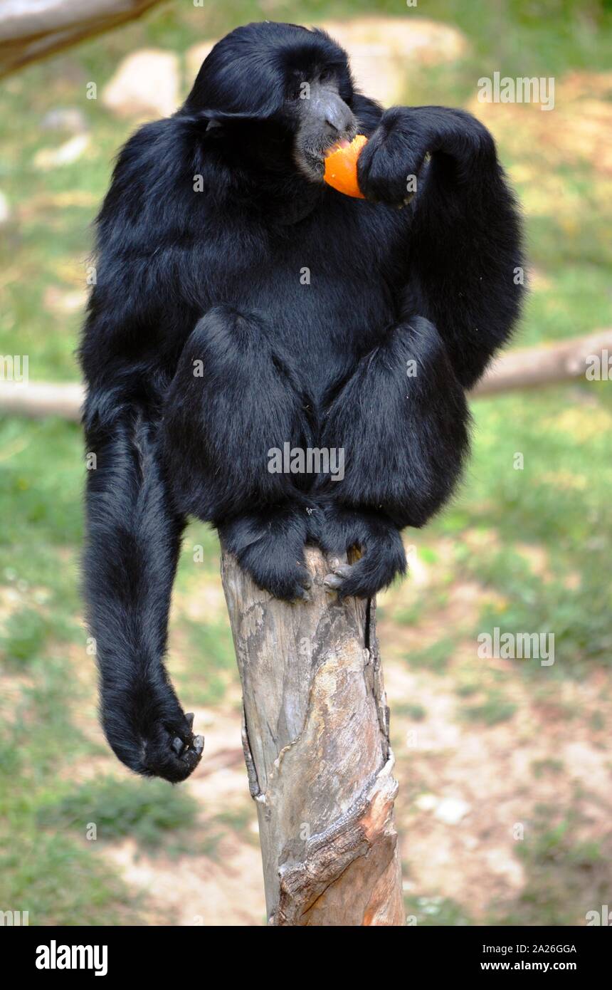 Monkey orange black hi-res stock photography and images - Alamy
