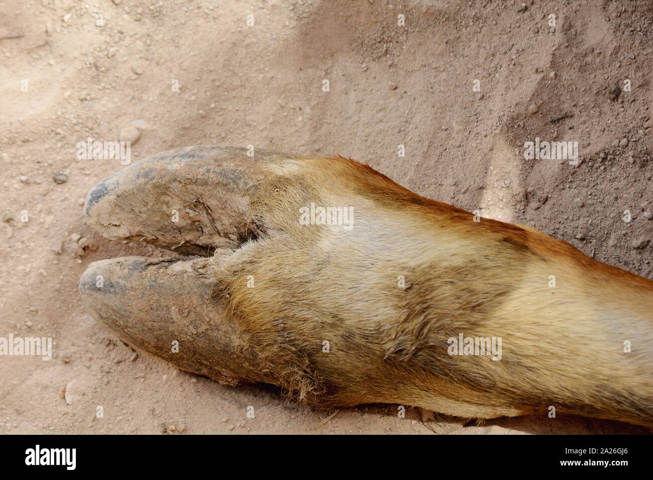 Buffalo hoof hi-res stock photography and images - Alamy