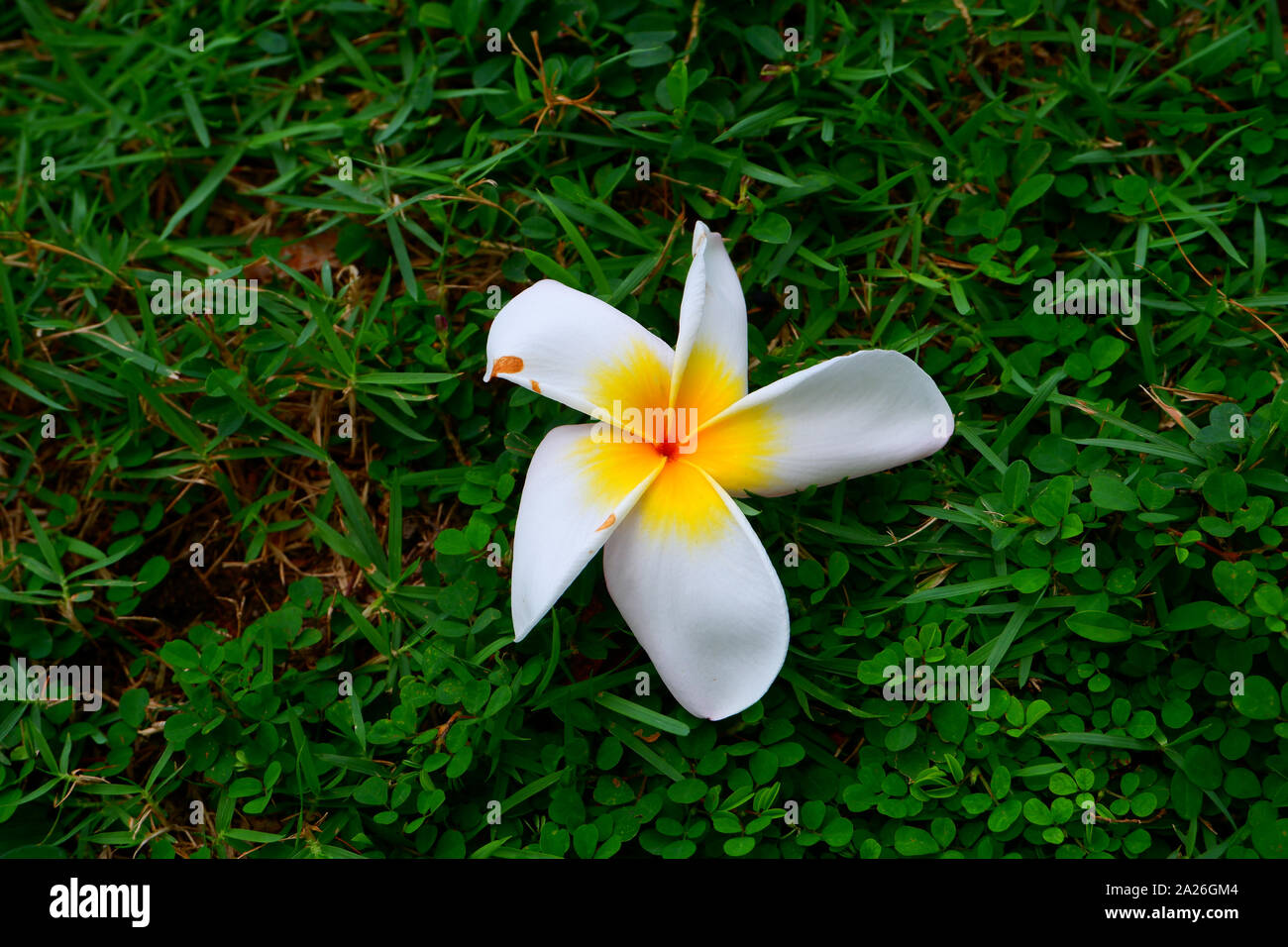 Yellowish orange flowers hi-res stock photography and images - Alamy