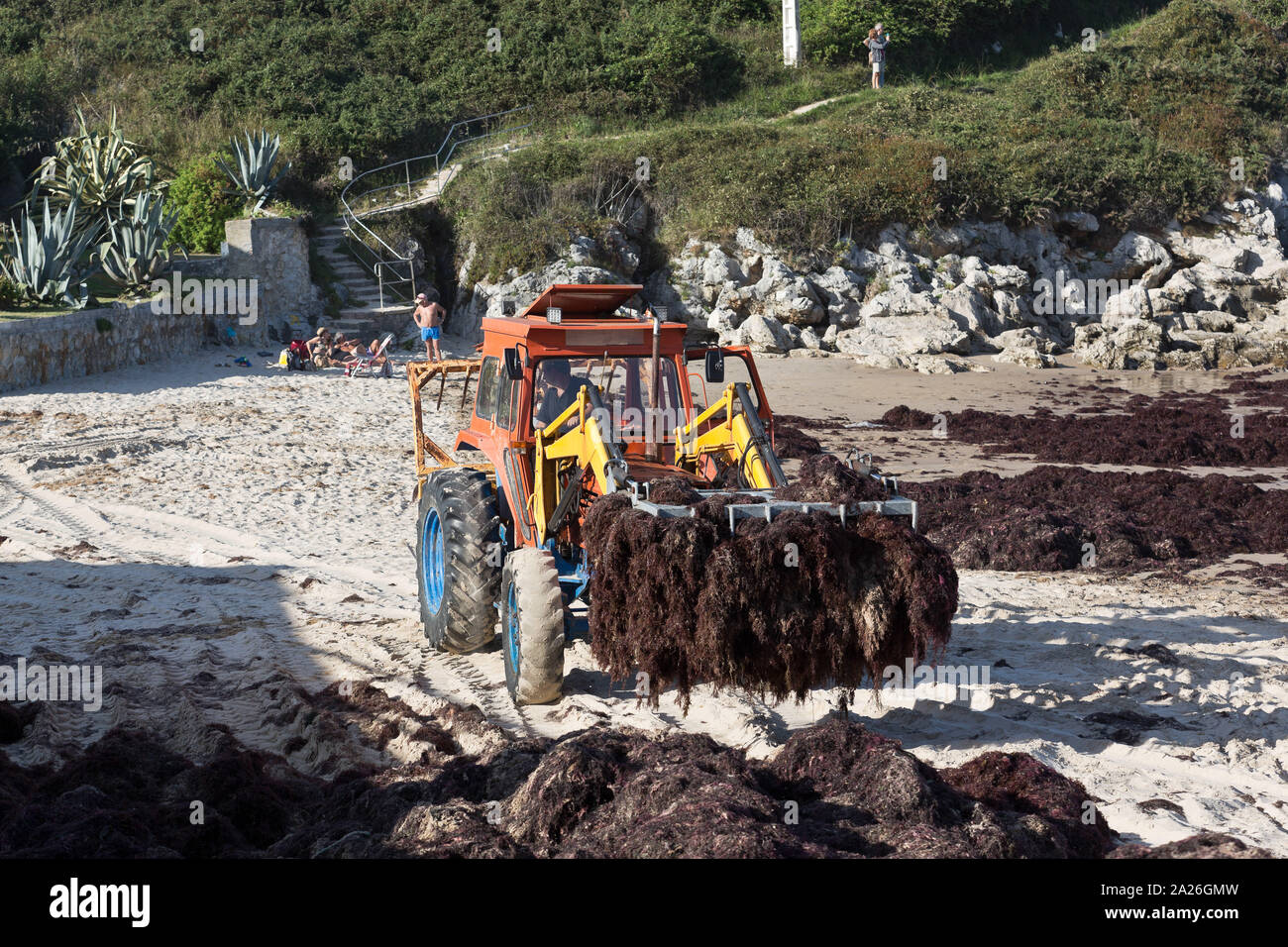 Gelidium hi-res stock photography and images - Alamy