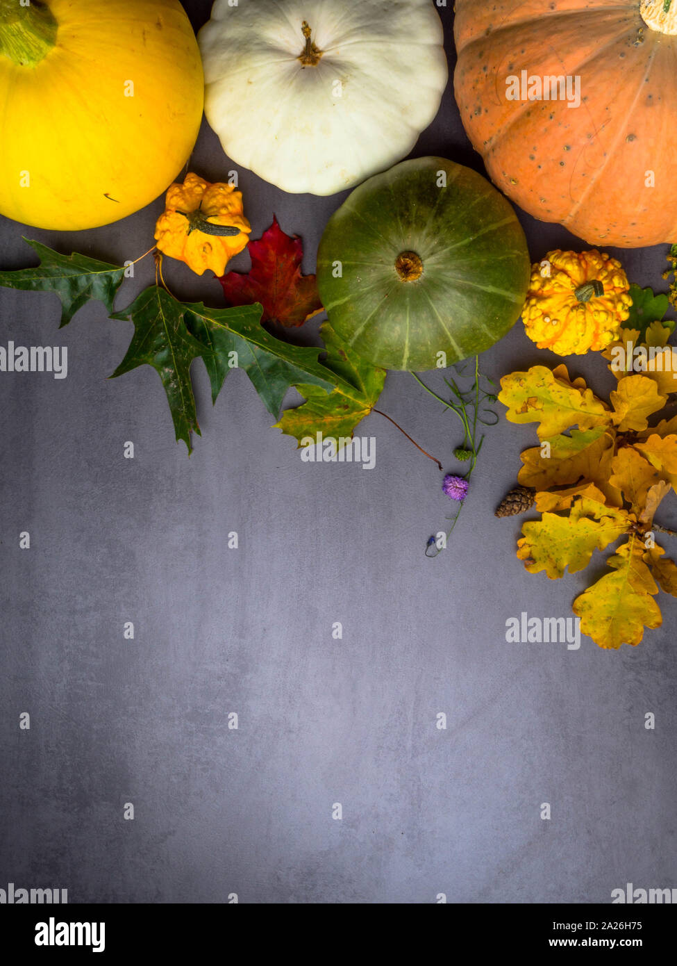 Autumn background with color leaves, purple flower, squash, pumpkins ...