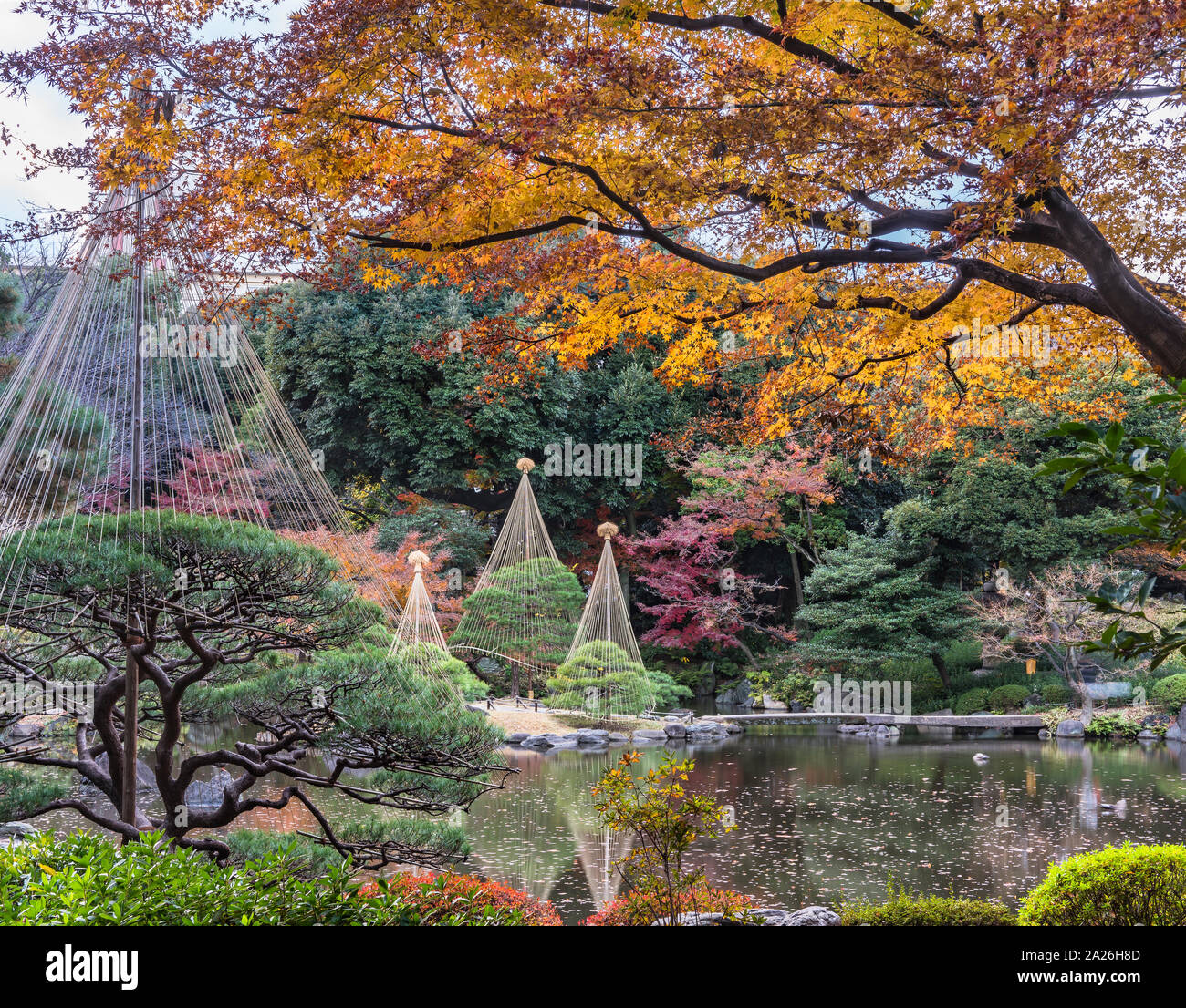 Tokyo Metropolitan Park KyuFurukawa's japanese garden's pine trees ...