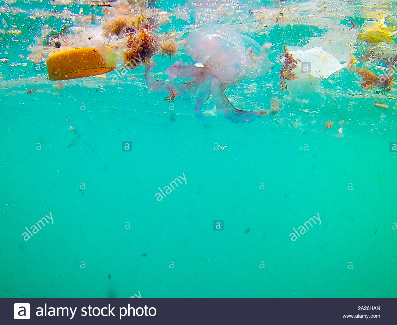 Celenterate High Resolution Stock Photography and Images - Alamy