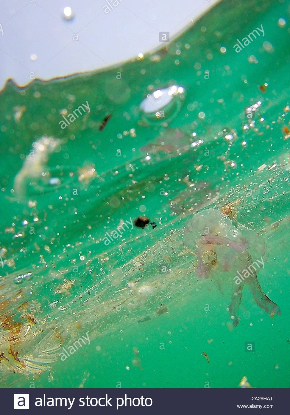 Celenterate High Resolution Stock Photography and Images - Alamy