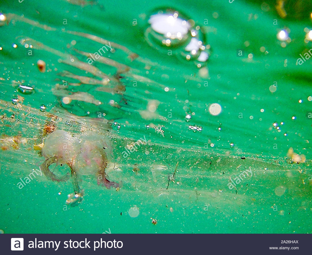 Celenterate High Resolution Stock Photography and Images - Alamy