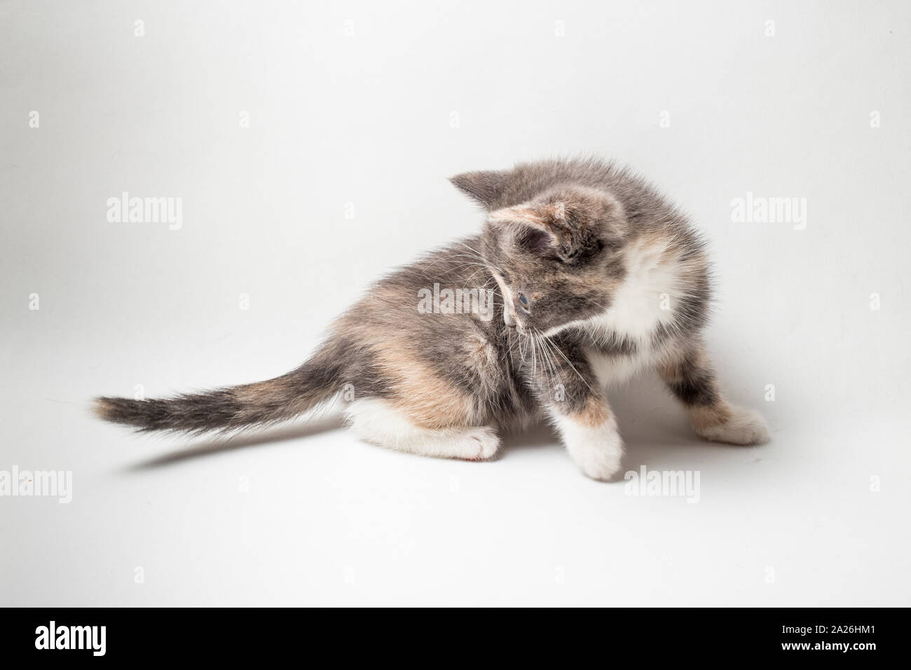 Little inquisitive kitten tricolor is studying his tail on a white ...