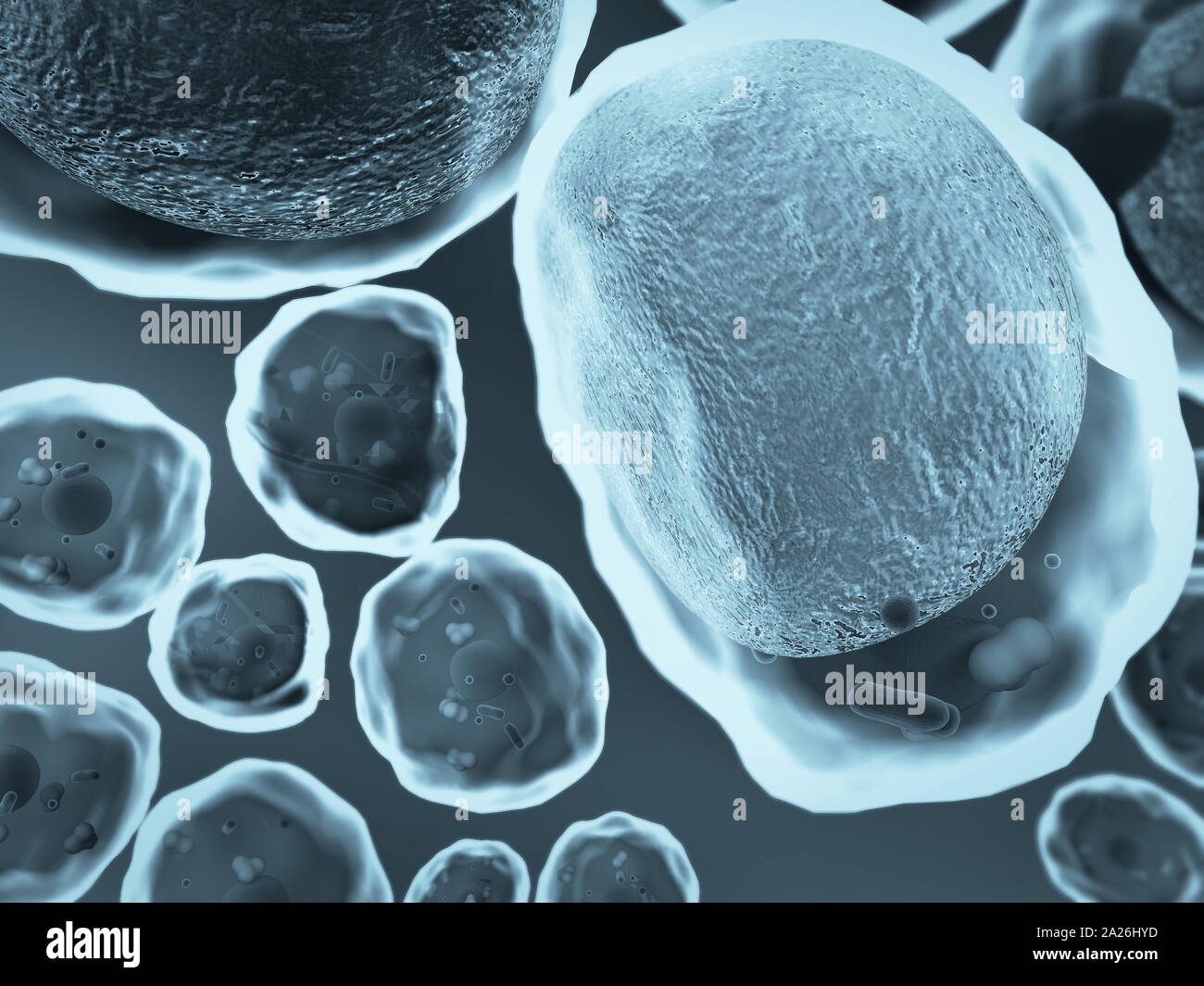 Fat Cells Under A Microscope