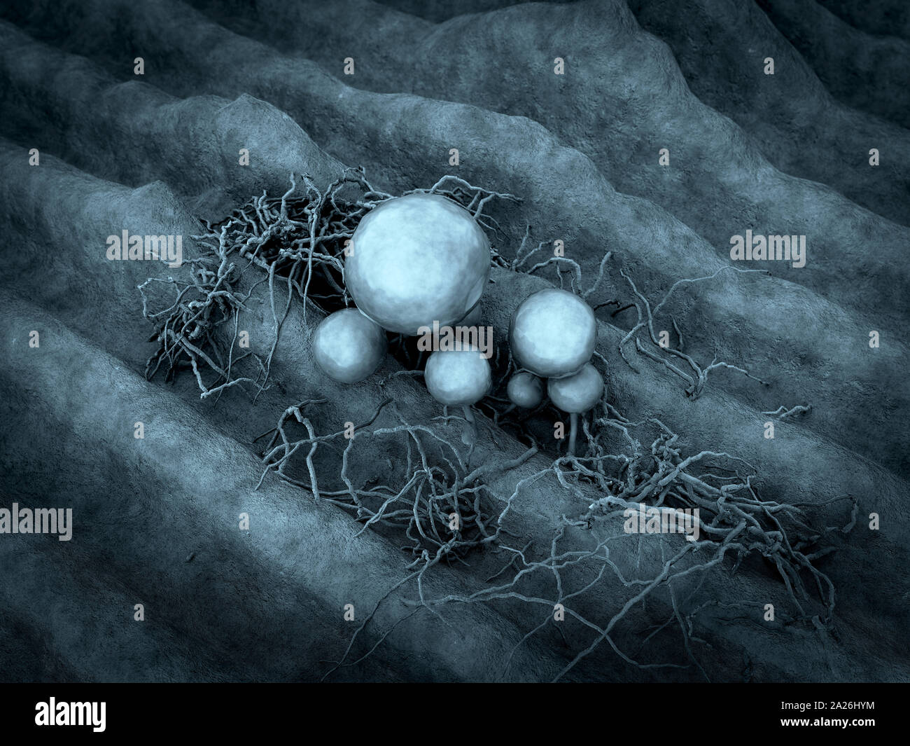 reproduction of fungi, fungus growing, growth of the fungus Stock Photo ...