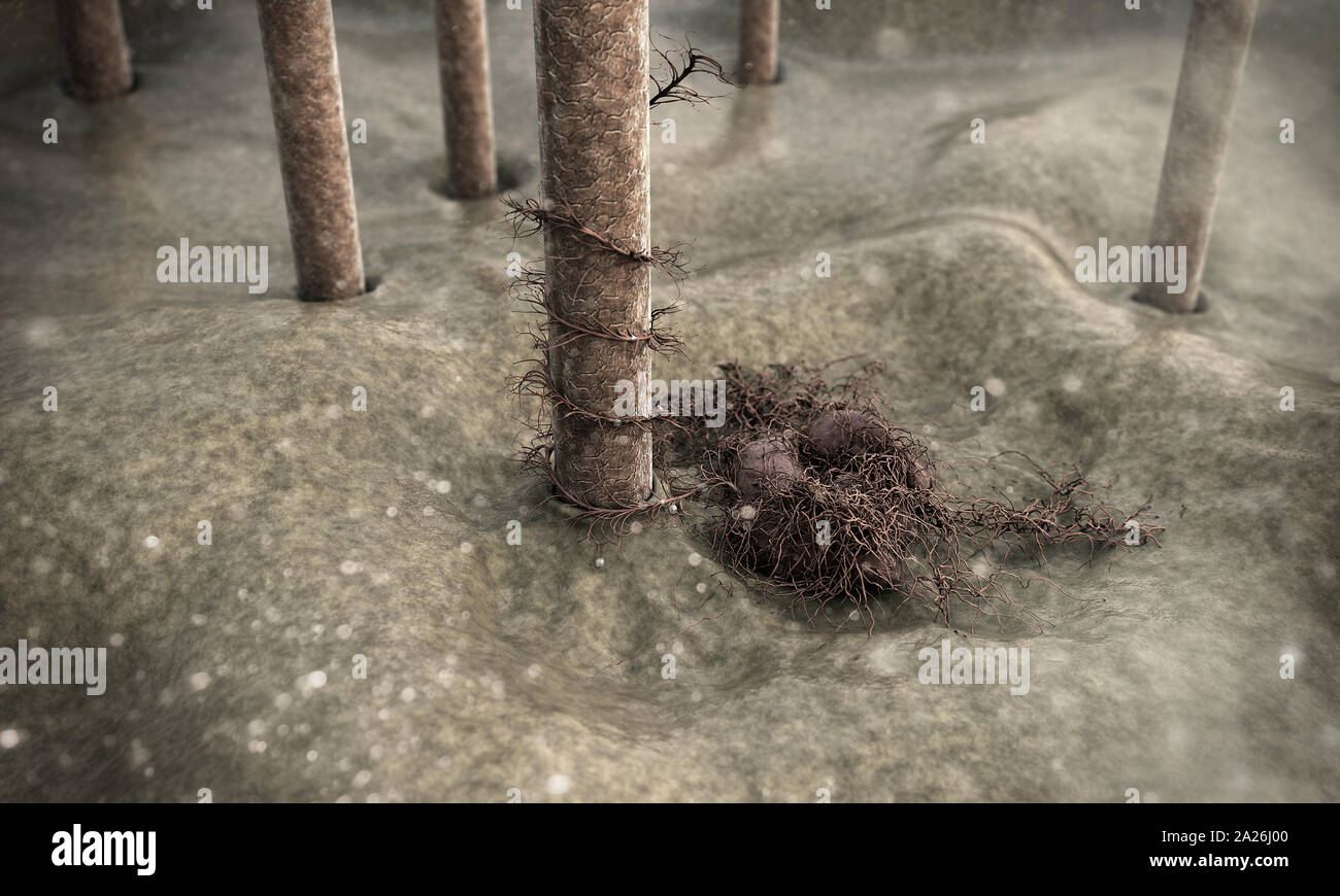 Human skin hair follicle microscope hi-res stock photography and images ...