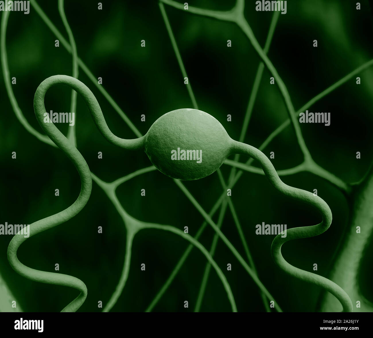 Human Internal Organ, adrenal gland produces adrenaline Stock Photo - Alamy