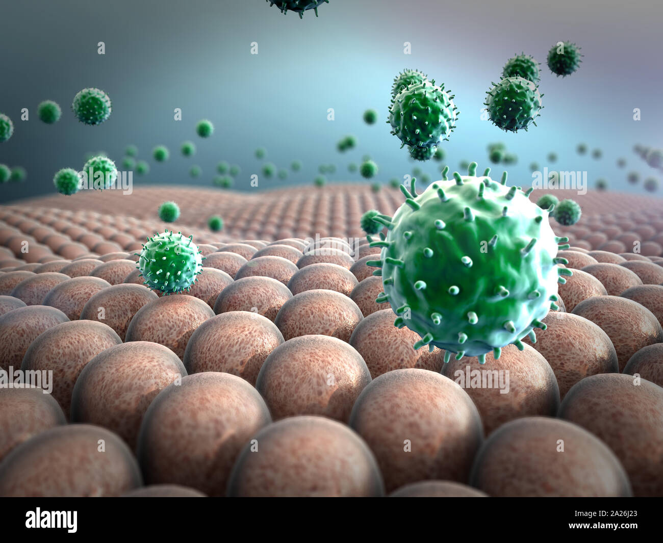viruses attack the cells, action of the human immune system, cells and ...