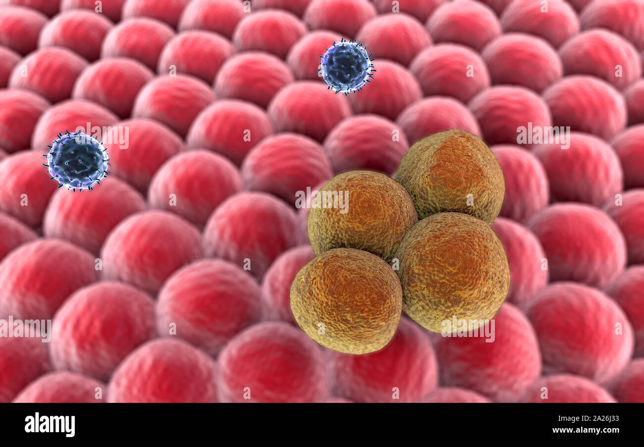 3d rendered cancer cell, Clusters of cells, T-lymphocytes attack a ...