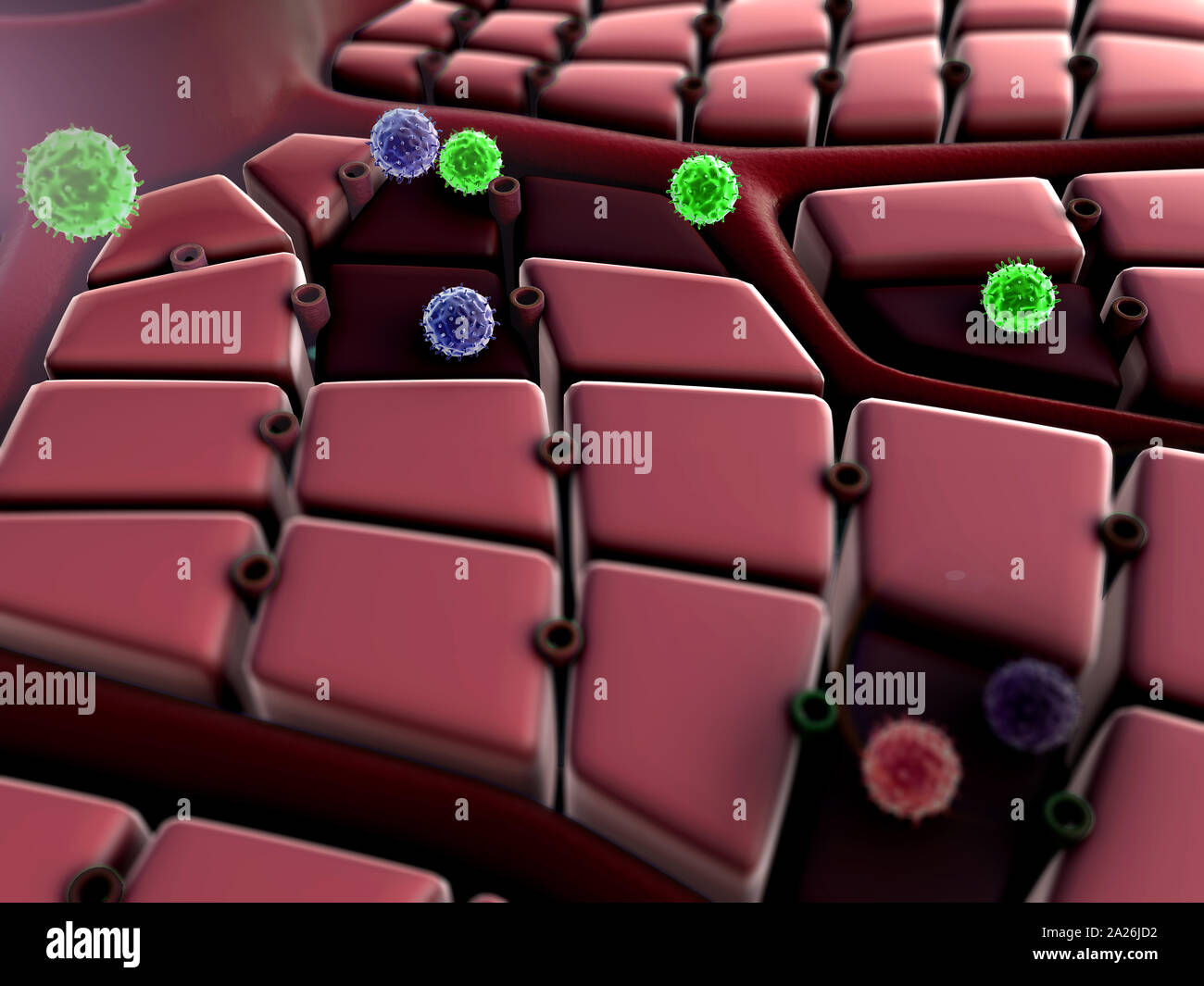 virus penetrates the cell, liver disease, virus attack the lungs, the ...