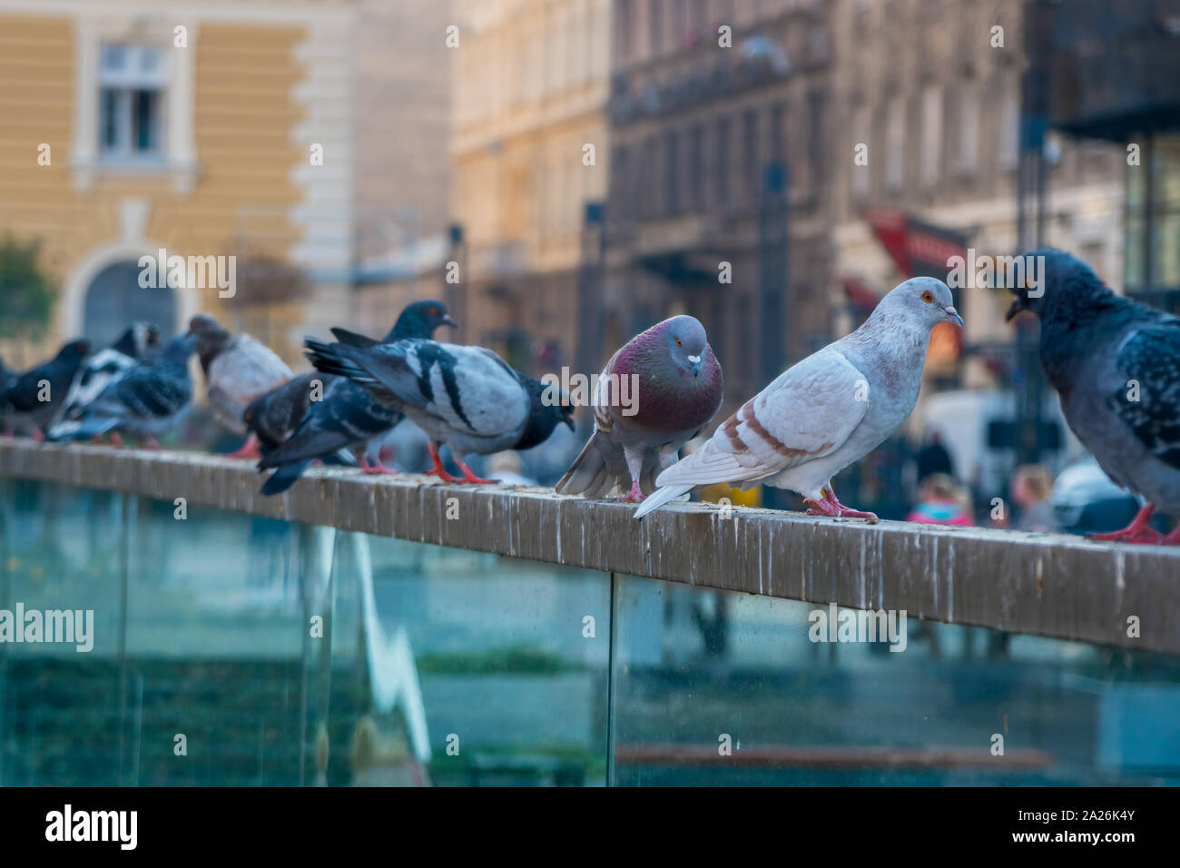 Pigeon birds standing together. Portrait of birds. Group of pigeons and ...