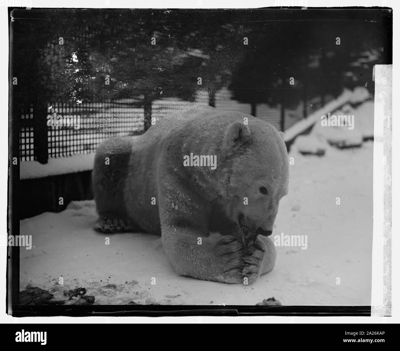 Bear weather Black and White Stock Photos & Images - Alamy