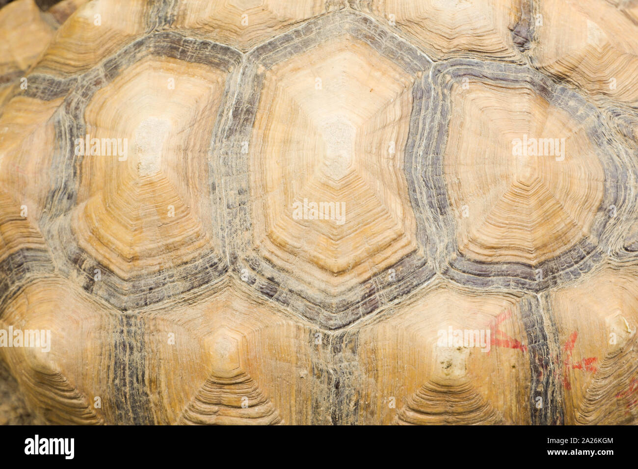 Yellow turtle shell background image Stock Photo - Alamy