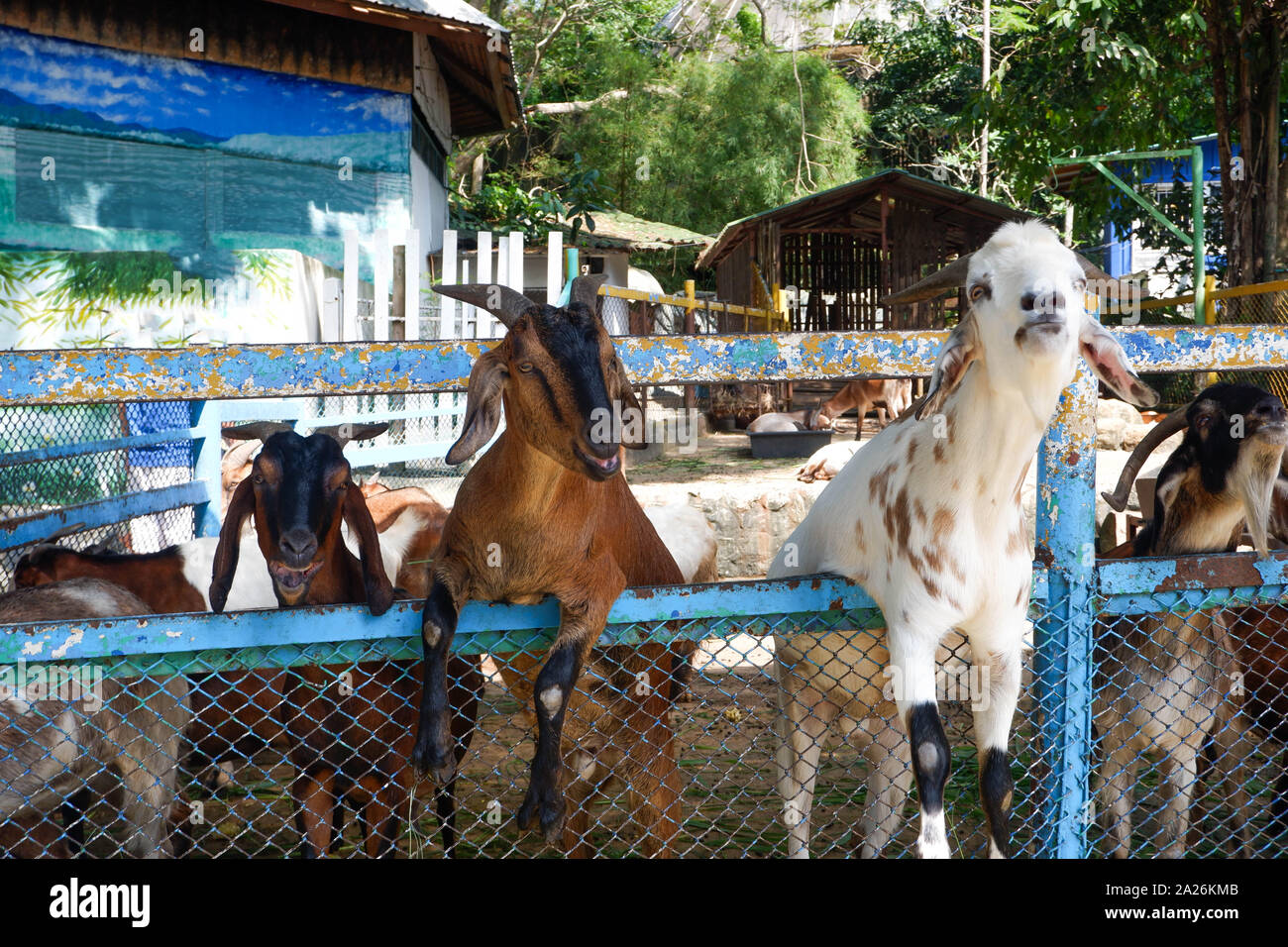 Farm goat goat animal brown farm Stock Photo - Alamy