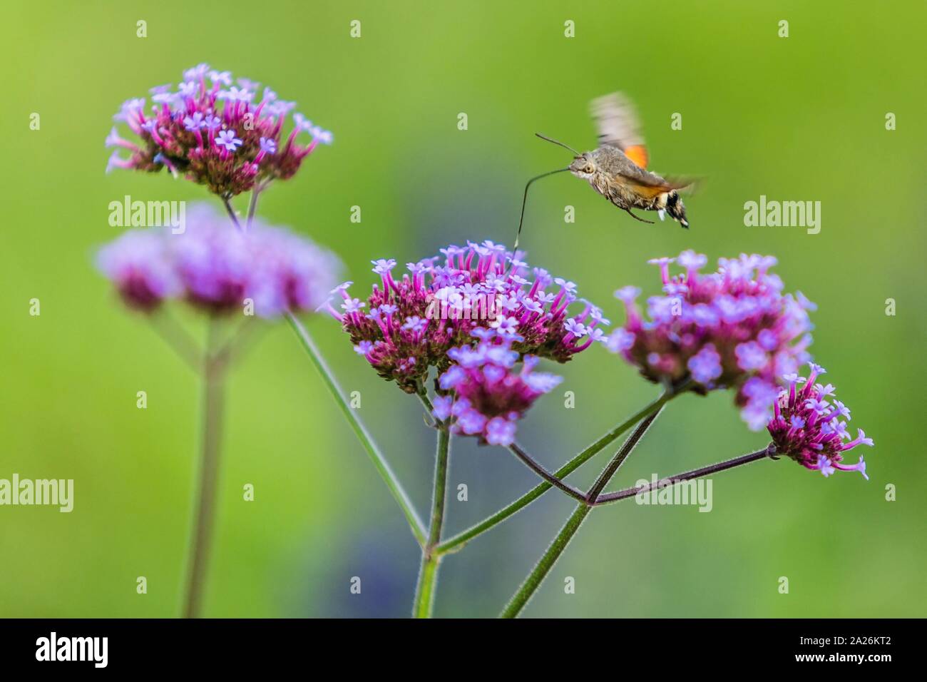 Tiny Hummingbird hawk-moth buzzing around purple flowers sampling ...