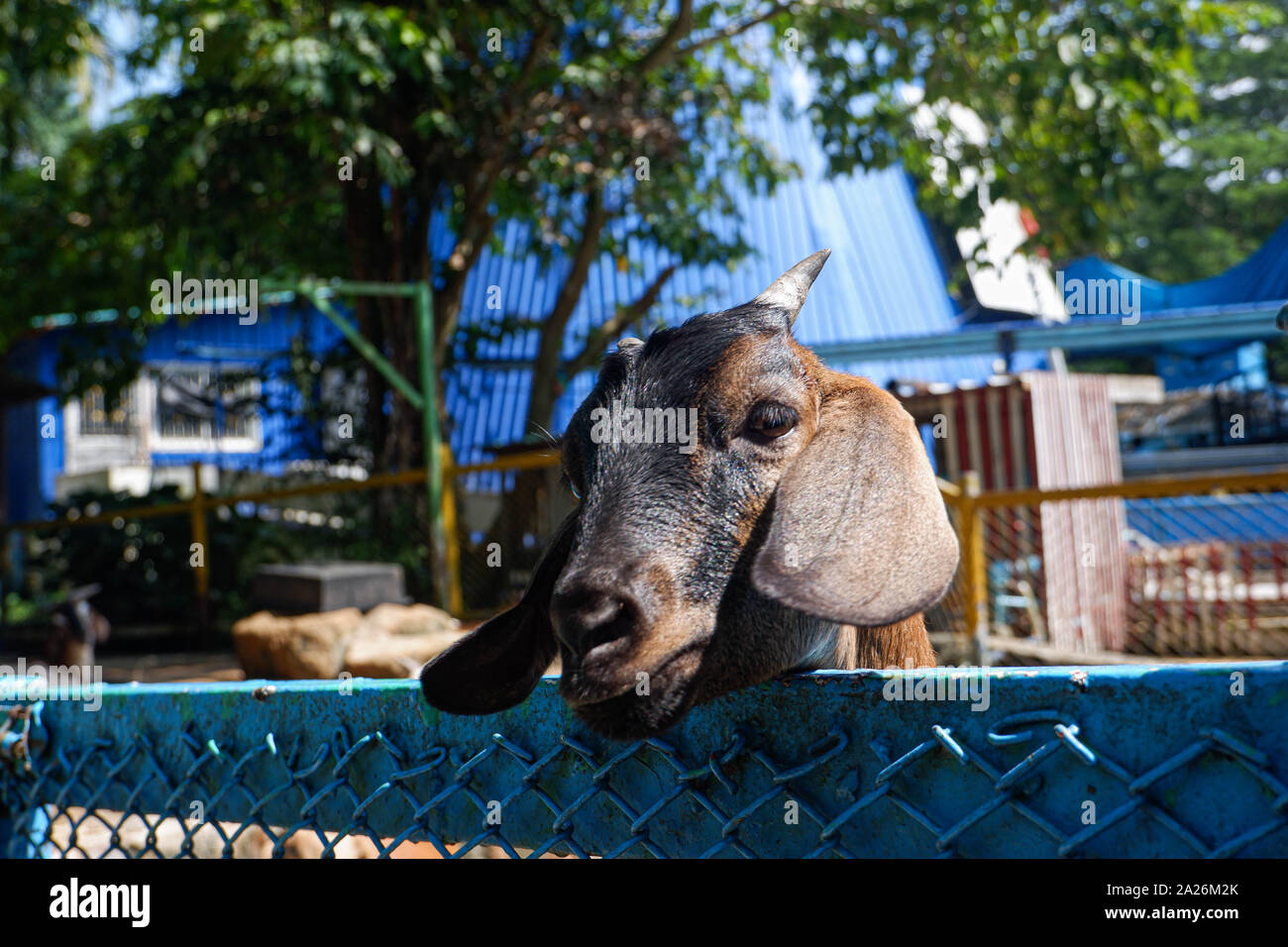 Farm goat goat animal brown farm Stock Photo - Alamy