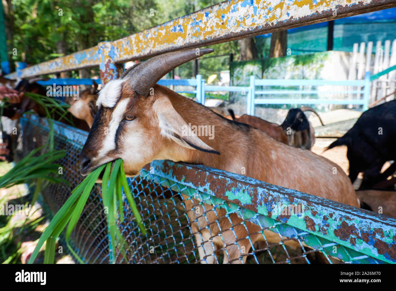 Farm goat goat animal brown farm Stock Photo - Alamy