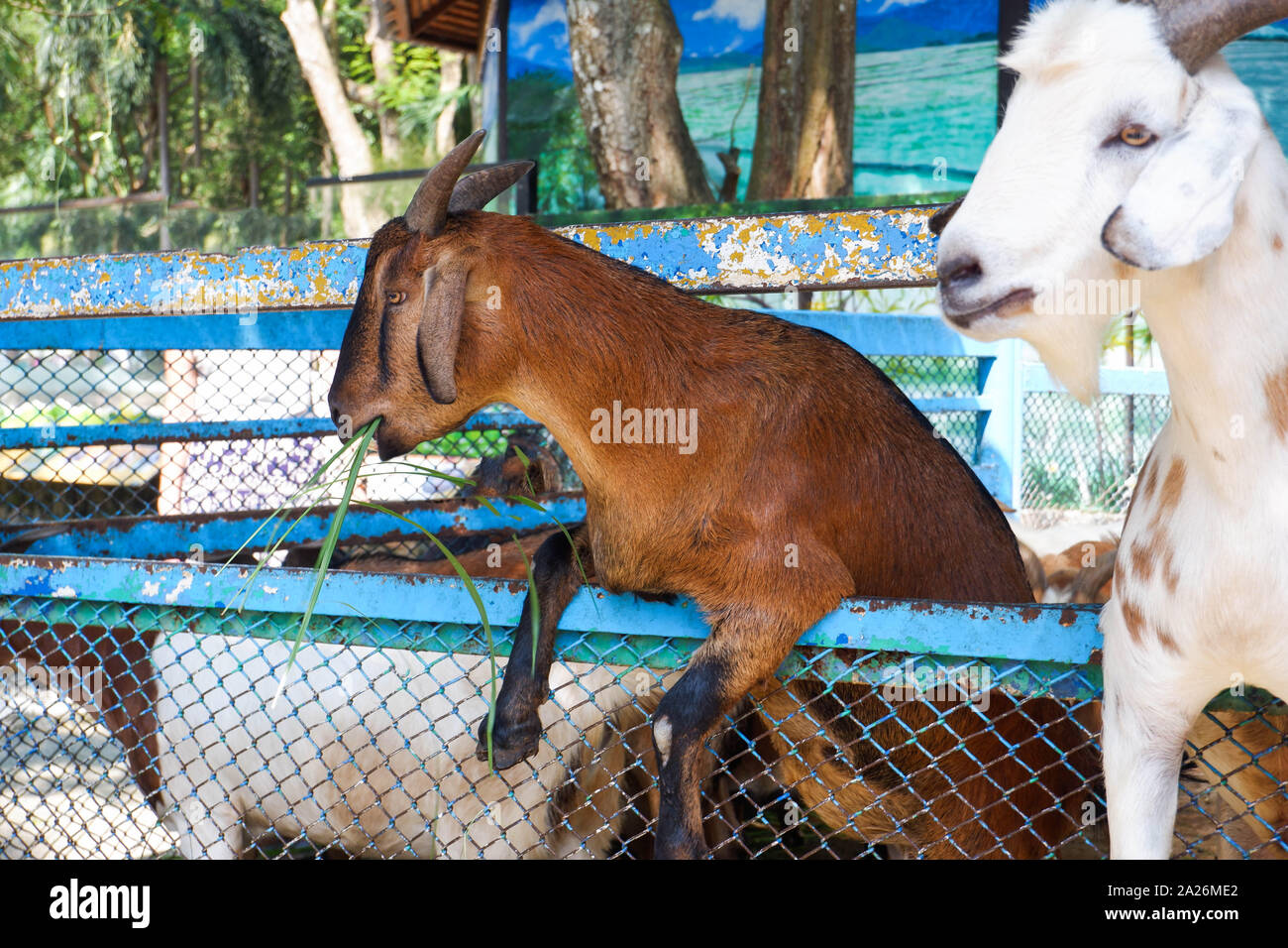 Farm goat goat animal brown farm Stock Photo - Alamy