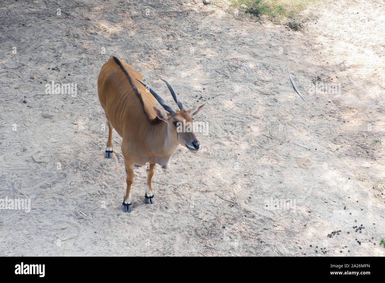 Deer in the zoo View from above Stock Photo - Alamy
