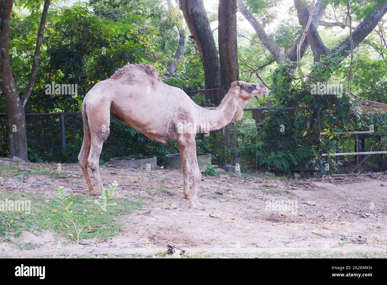 Camel in the zoo, side view Stock Photo - Alamy