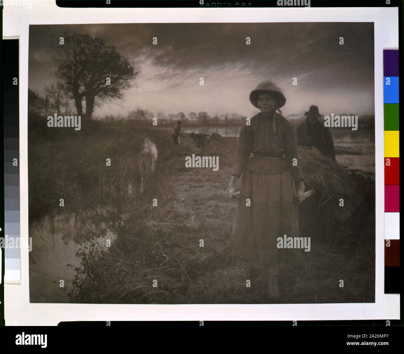 Poling the marsh hay hi-res stock photography and images - Alamy