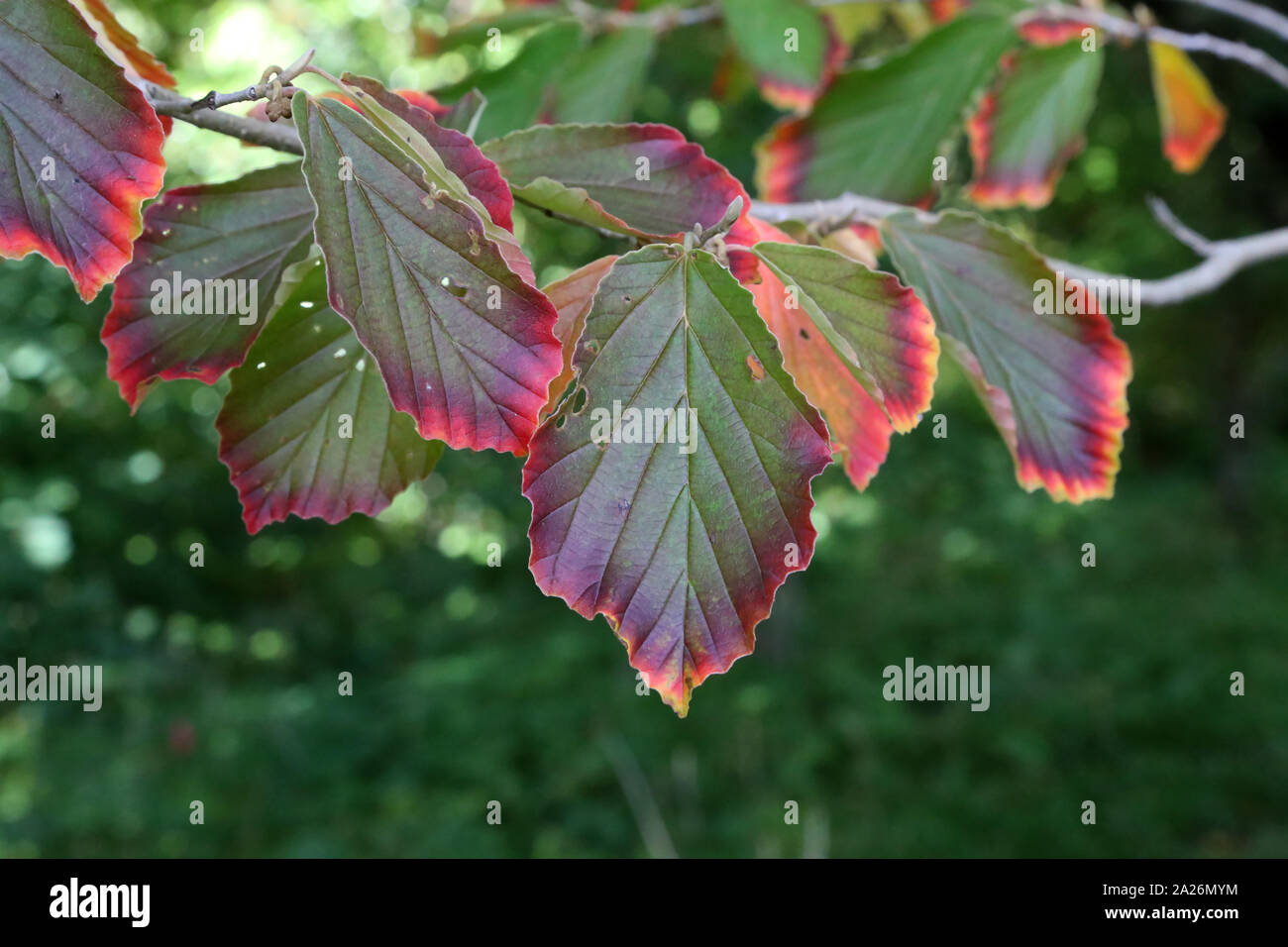 Beautiful colored leaves of the Chinese walnut tree Stock Photo - Alamy