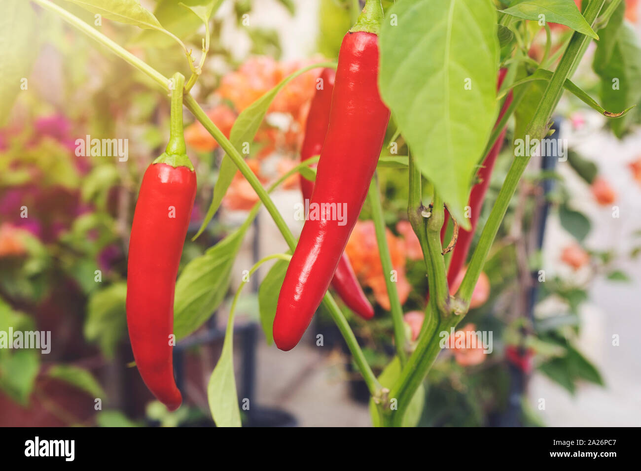 Pericarp hi-res stock photography and images - Alamy