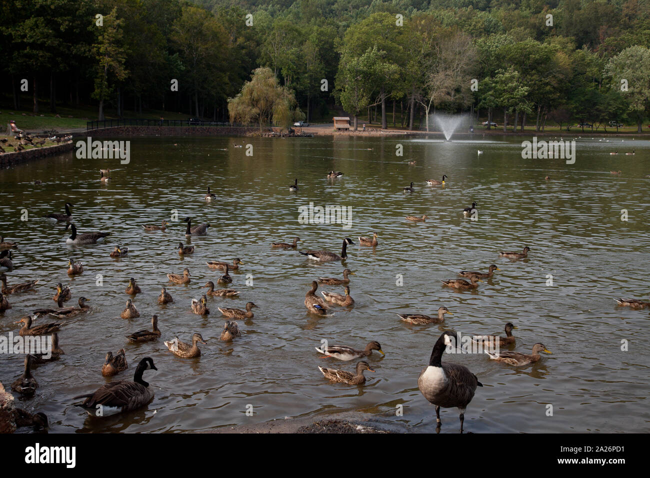 Pond, Hubbard Park, Meriden, Connecticut Stock Photo - Alamy
