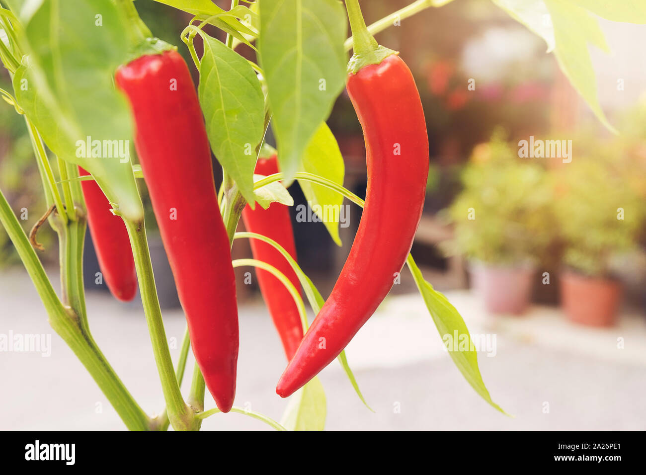 Pericarp hi-res stock photography and images - Alamy