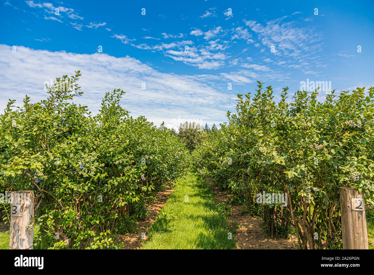 Rows of Blueberry Bushes at a Farm in the Pacific Northwest Stock Photo ...