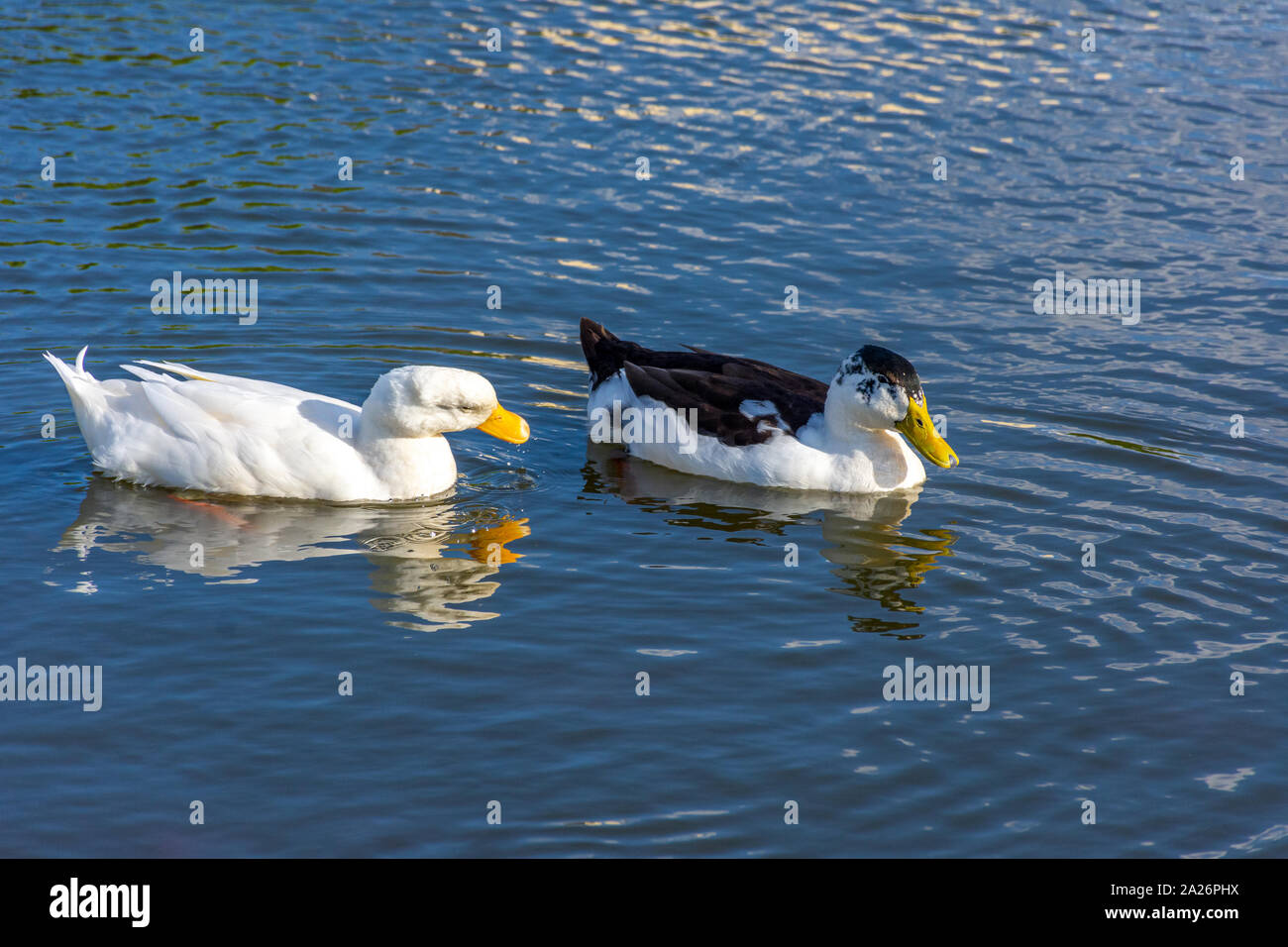Beautiful young swans ducks hi-res stock photography and images - Alamy