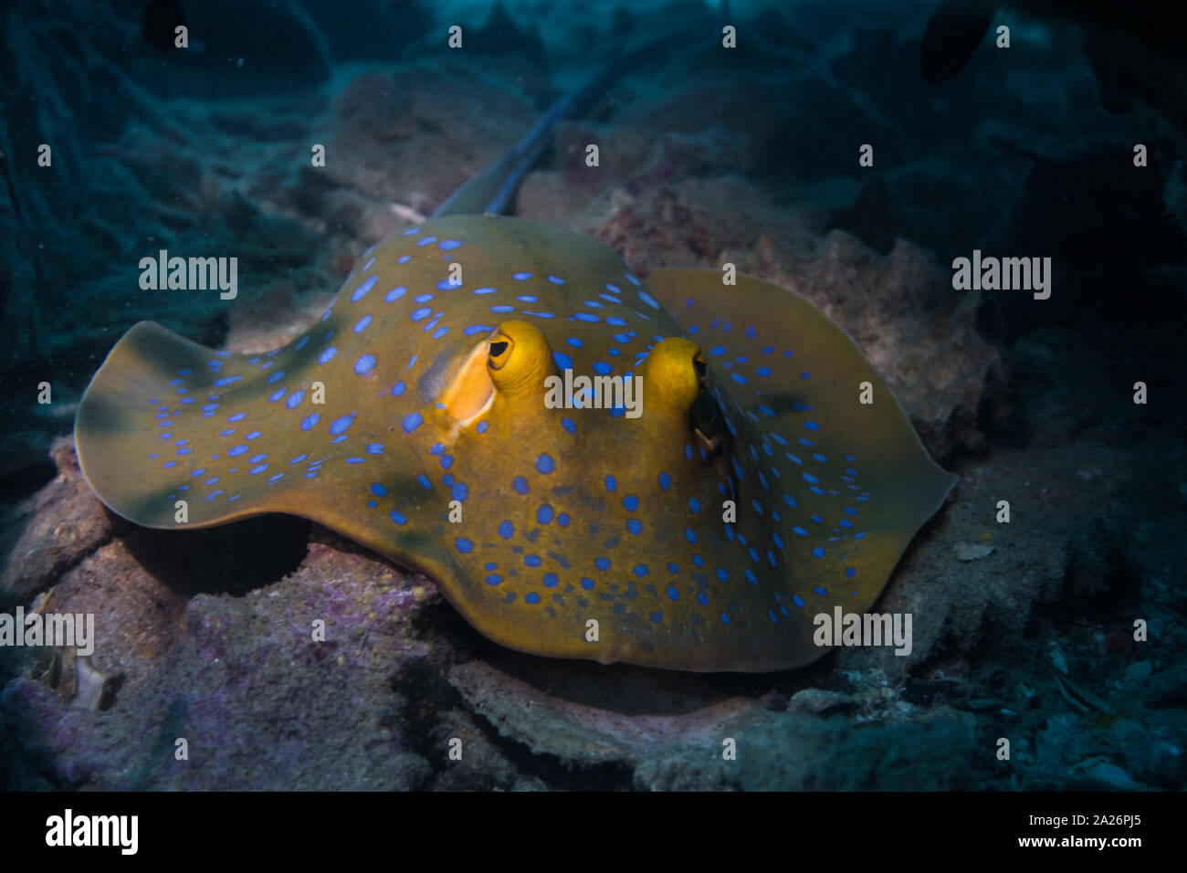 Deep sea fish dark hi-res stock photography and images - Alamy