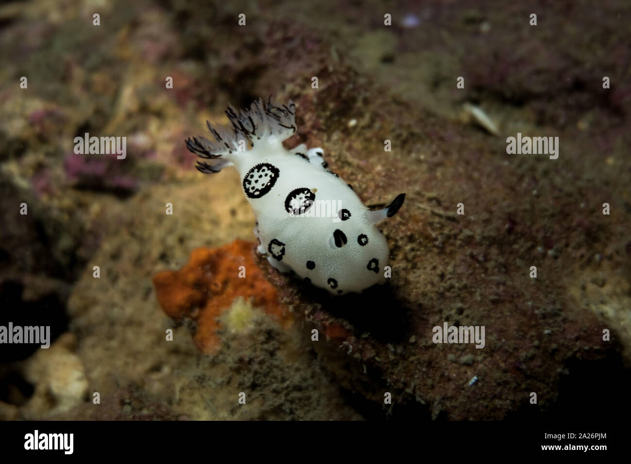 Nudibranch swimming underwater hi-res stock photography and images - Alamy